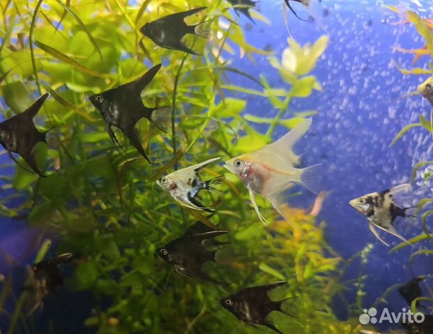 Рыбки скалярии молодь