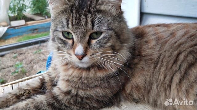 Котенок Рокки