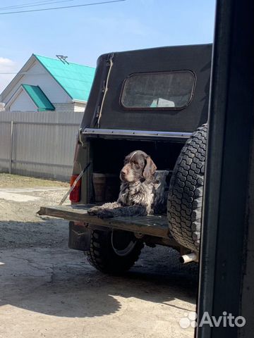 Вязка дратхаар