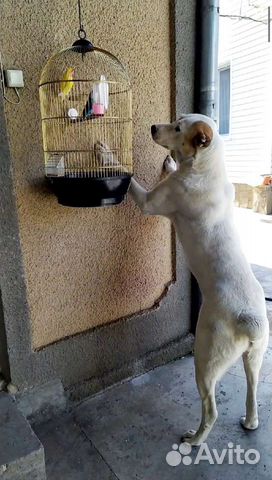 Алабай Ищу кобеля для вязки сао