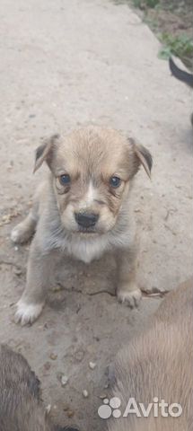 Щенок в добрые руки бесплатно