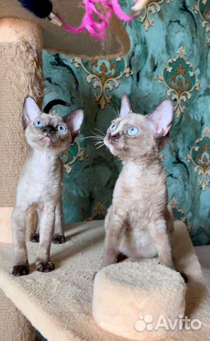 Девон-рекс минки