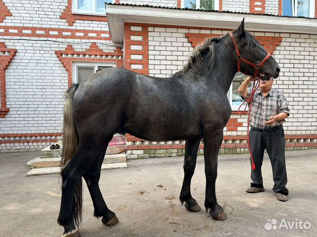 Першеронский жеребец