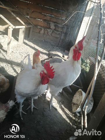 Куры несушки продам