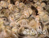 Цветной бройлер суточный Мастер Грей и Ред бро