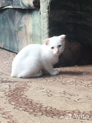 Вислоухие Котята