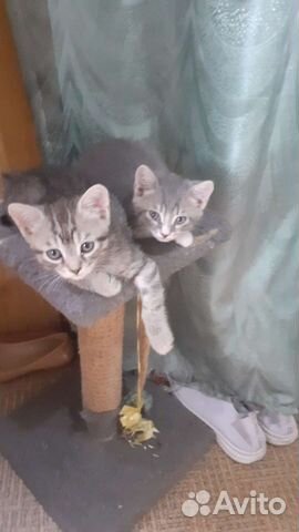 Котята шотландцы прямоухие