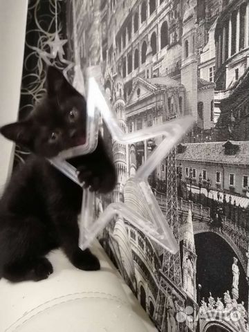 Кошки шотландцы