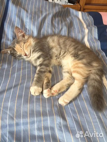Котята