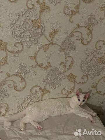 Отдам кота в добрые руки