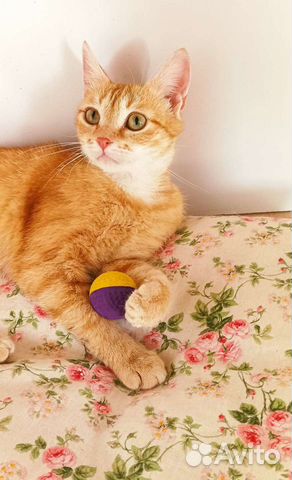 Котёнок в добрые руки