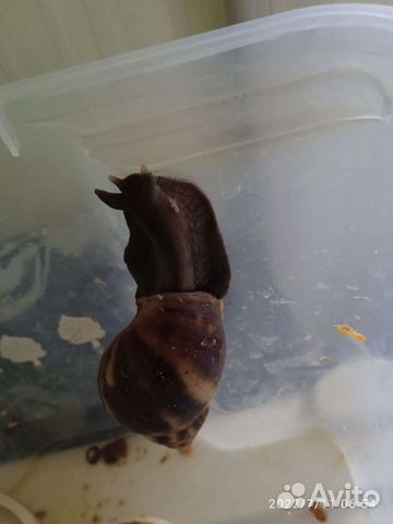 Улитки ахатины