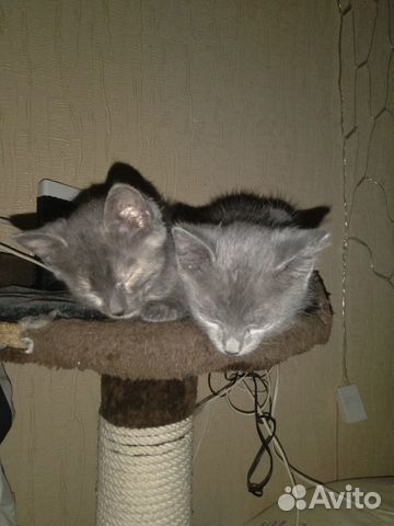 Котята- подкидыши