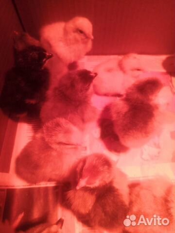 Цыплята брама