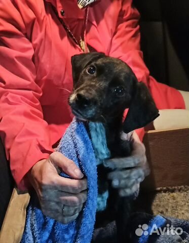 Курцхар щенок