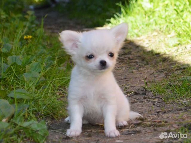 Девчоночка