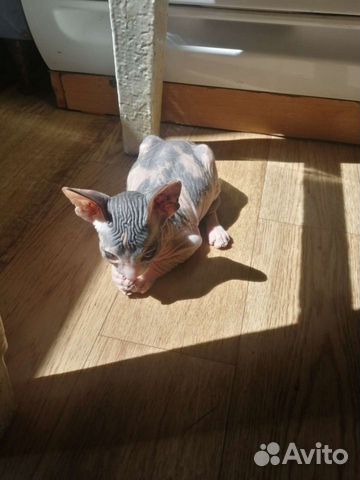 Канадский сфинкс