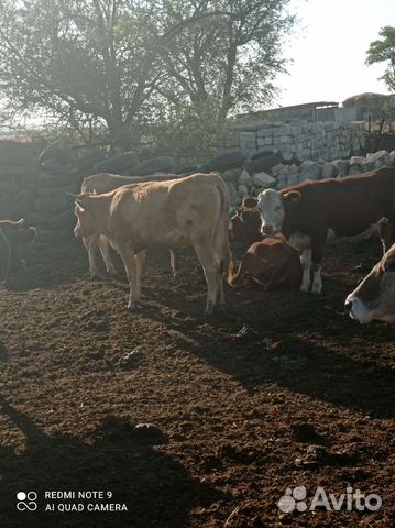 Продаются тëлки