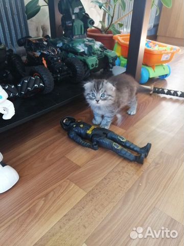 Котенок британский вислоухий 1 мес