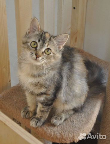 Котята из приюта