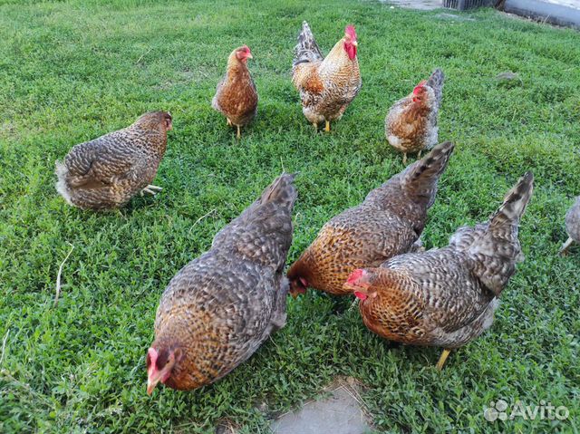 Цыплята и яйцо кур породы Билефельдер-криль