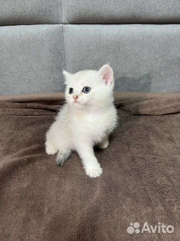 Британская серебристая шиншилла