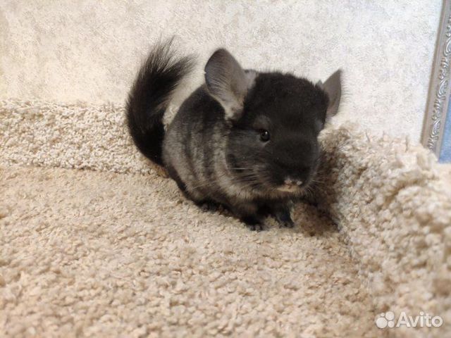 Шиншилла, мальчик, тёмный бархатный эбони
