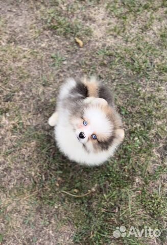 Голубоглазик шпиц