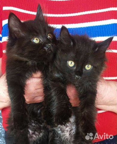Красивые котята в добрые руки