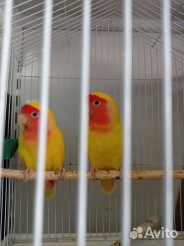 Попугаи неразлучники