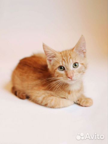 Одинокий рыжий котёнок ищет дом
