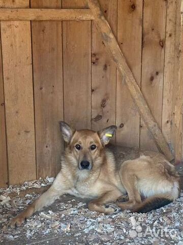 Собака ищет дом