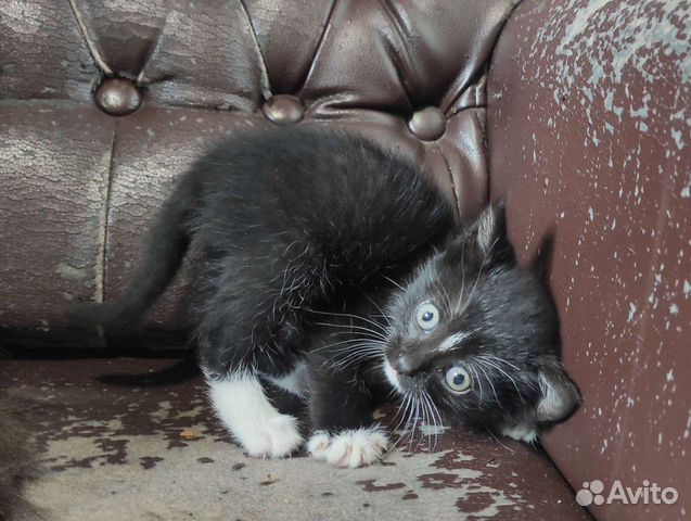 Чёрно-белый котёнок девочка