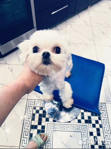 Мини кукольная девочка мальтезе 2,5 г