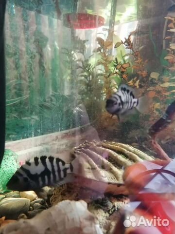 Аквариумные рыбки