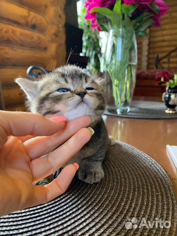 Британские котята