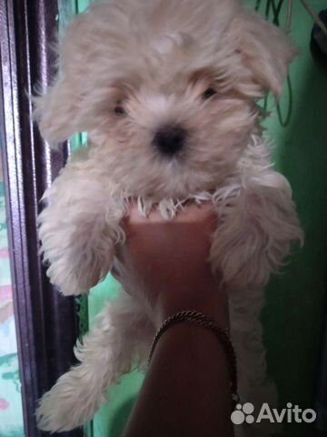 Болонки мальтезе мальчуган