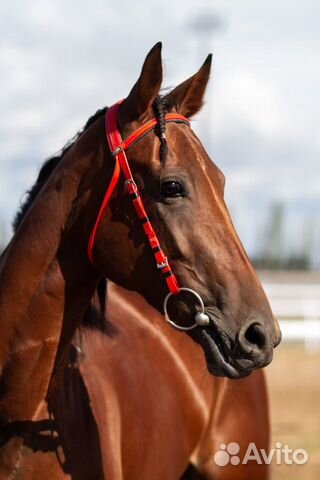 Продается стандартбредная кобыла 2017 г