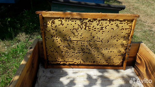 Пчелы матки