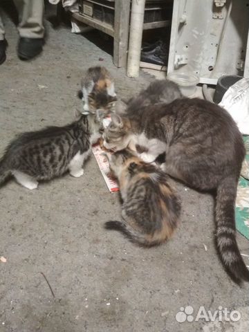 Котята в добрые руки за символическую плату