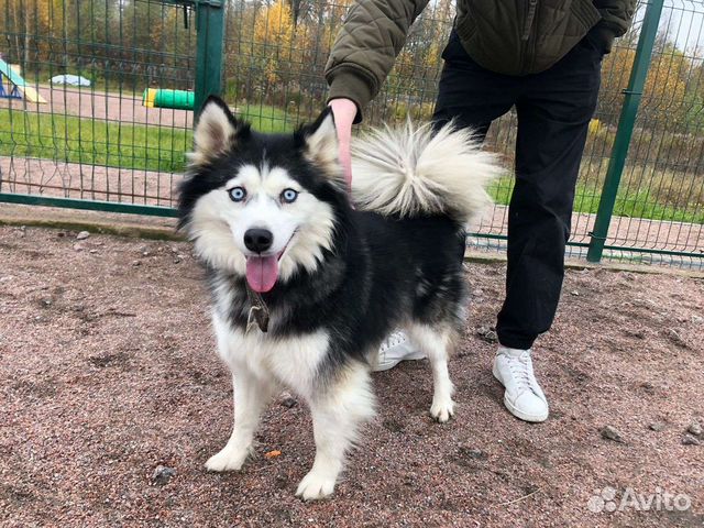Хаски в добрые руки