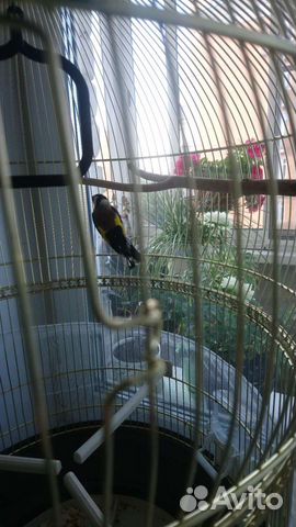 Щегол c клеткой