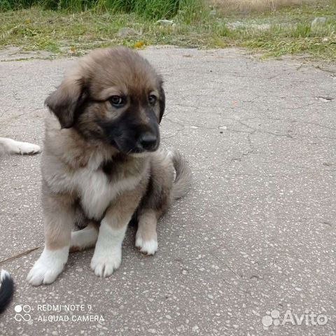 Собаки бесплатно в добрые руки щенки