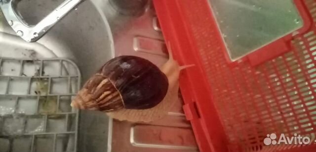 Улитки ахатины