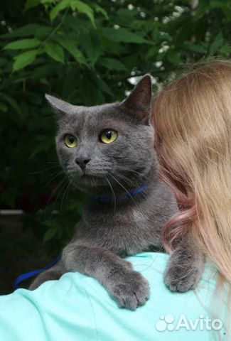 Шикарный кот Брюс., 1 год