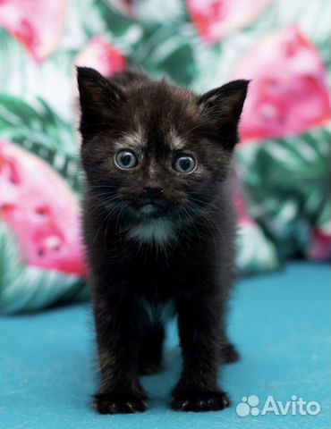 Крошка котёнок Тучка 1,5 месяца в добрые руки