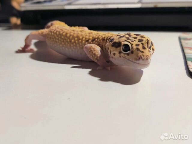 Эублефар самец