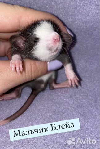 Крысята Дамбо