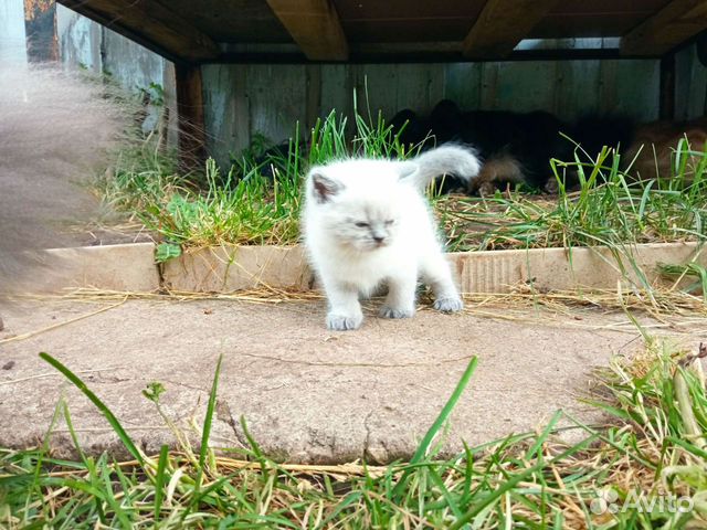 Шотландская прямоухая