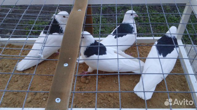 Продаю голубей пермской породы